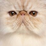 PULMONARY–DIGIT SYNDROME - Pet Cancer Navigator
